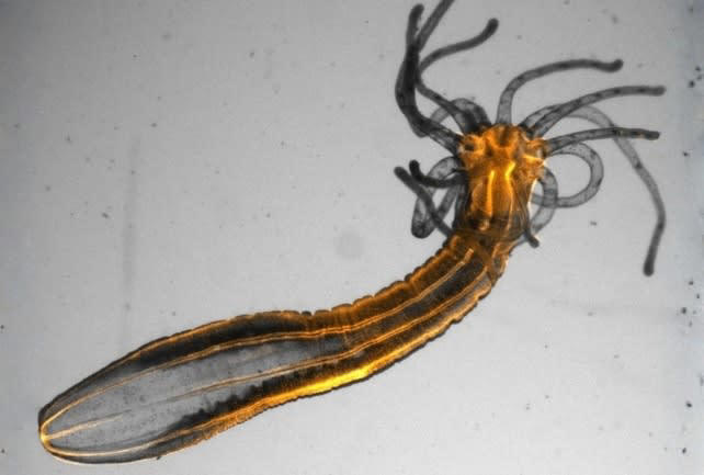 Scientists found that jellyfish sleep 8 hours a night and take naps too