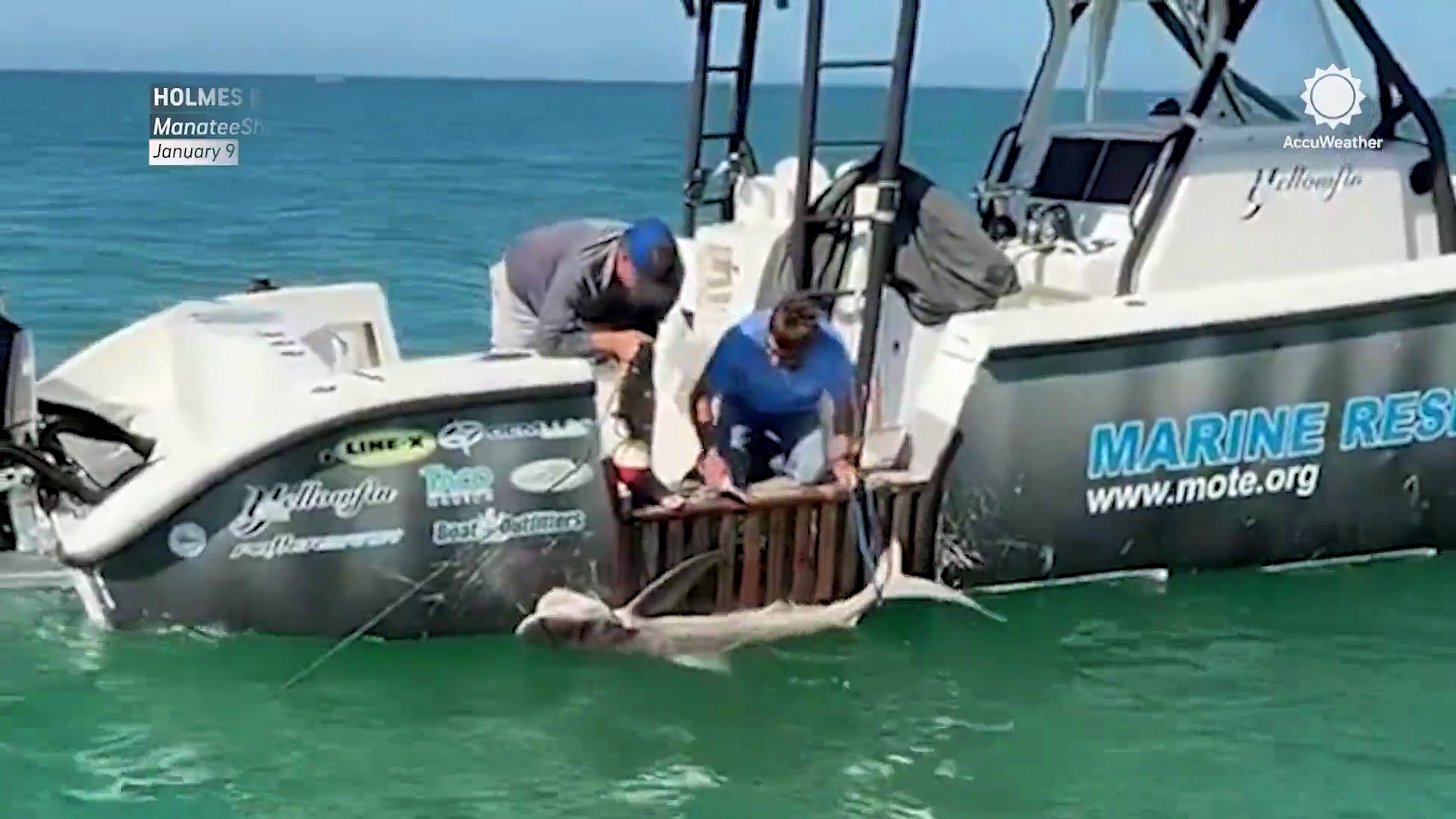 Struggling shark freed from crab trap line near Florida beach