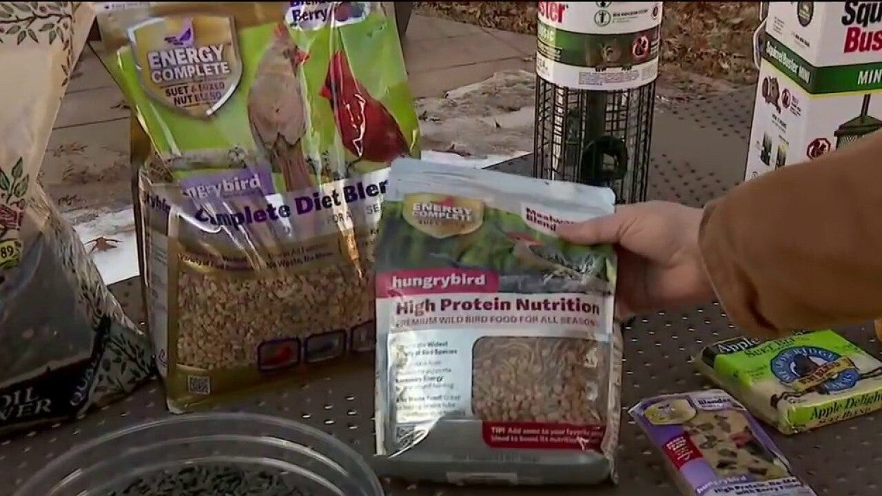 Winter bird feeding tips