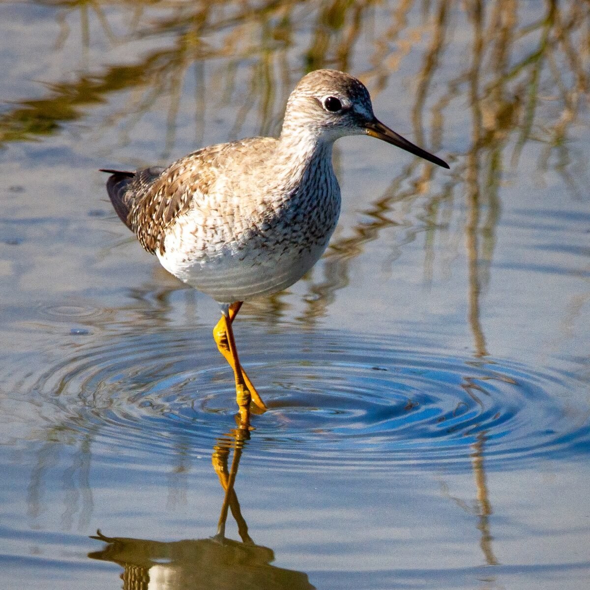 Greater yellowlegs vs lesser yellowlegs: ID challenge