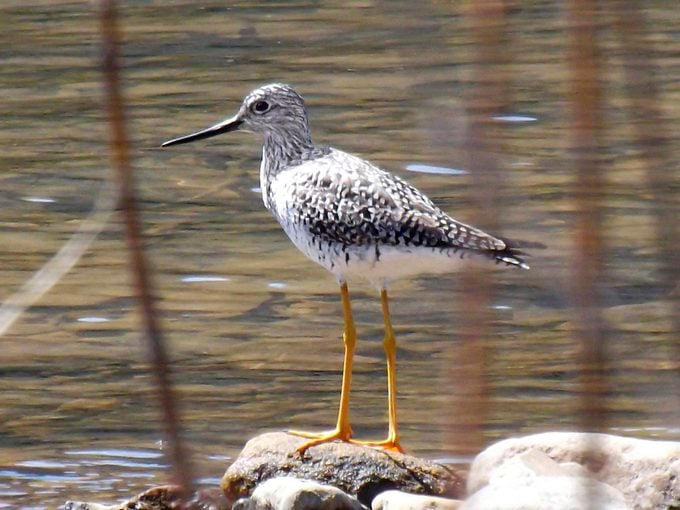 Greater yellowlegs vs lesser yellowlegs: ID challenge