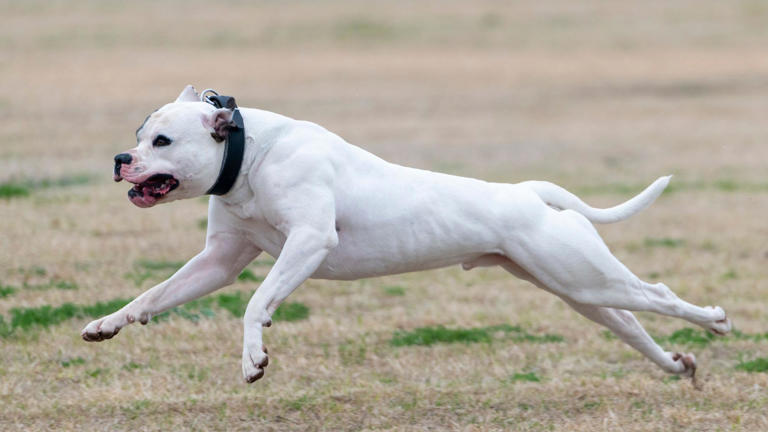 Dog owner sentenced for attack on boy in playground