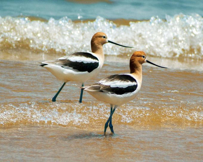 How to identify an American avocet