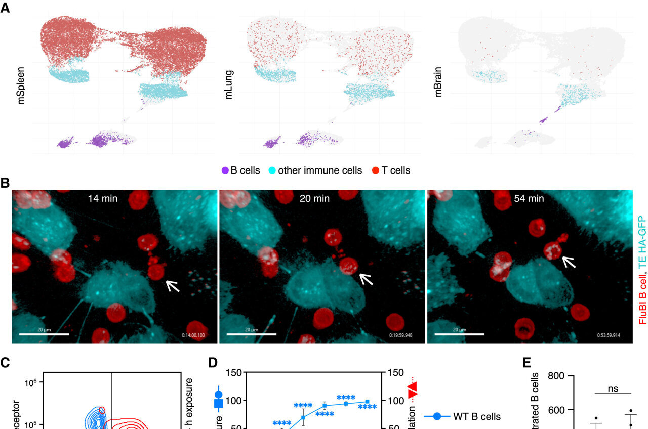 When a virus releases the immune brake: New evidence on the onset of ...