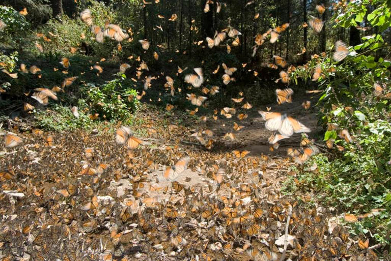 Michoacán: visita un santuario de mariposa monarca en este tour