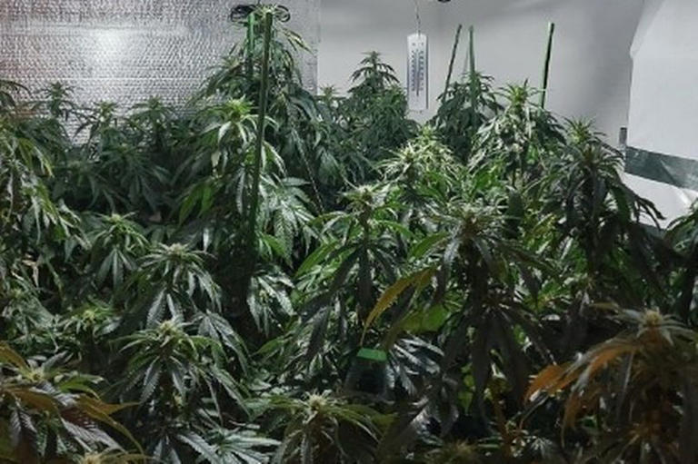 Police find cannabis farm and then make further discovery in attic