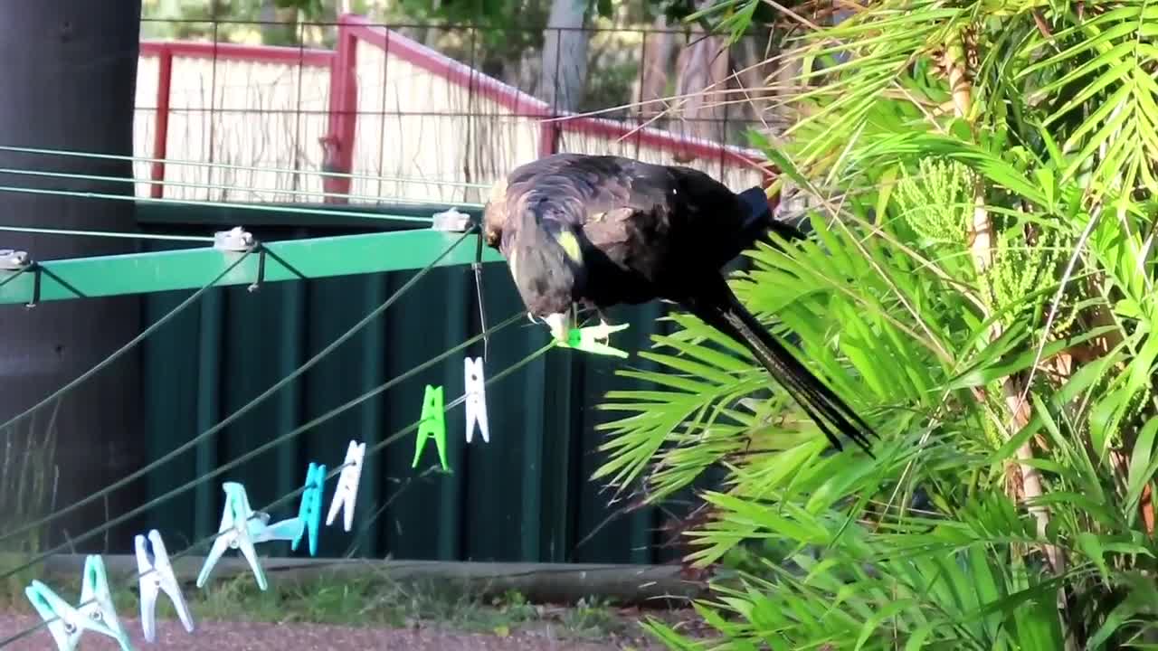 Cheeky cockatoo playing with clothes pegs
