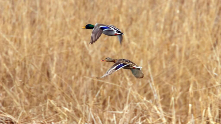 Before I started duck hunting, I wish someone had told me these five ...