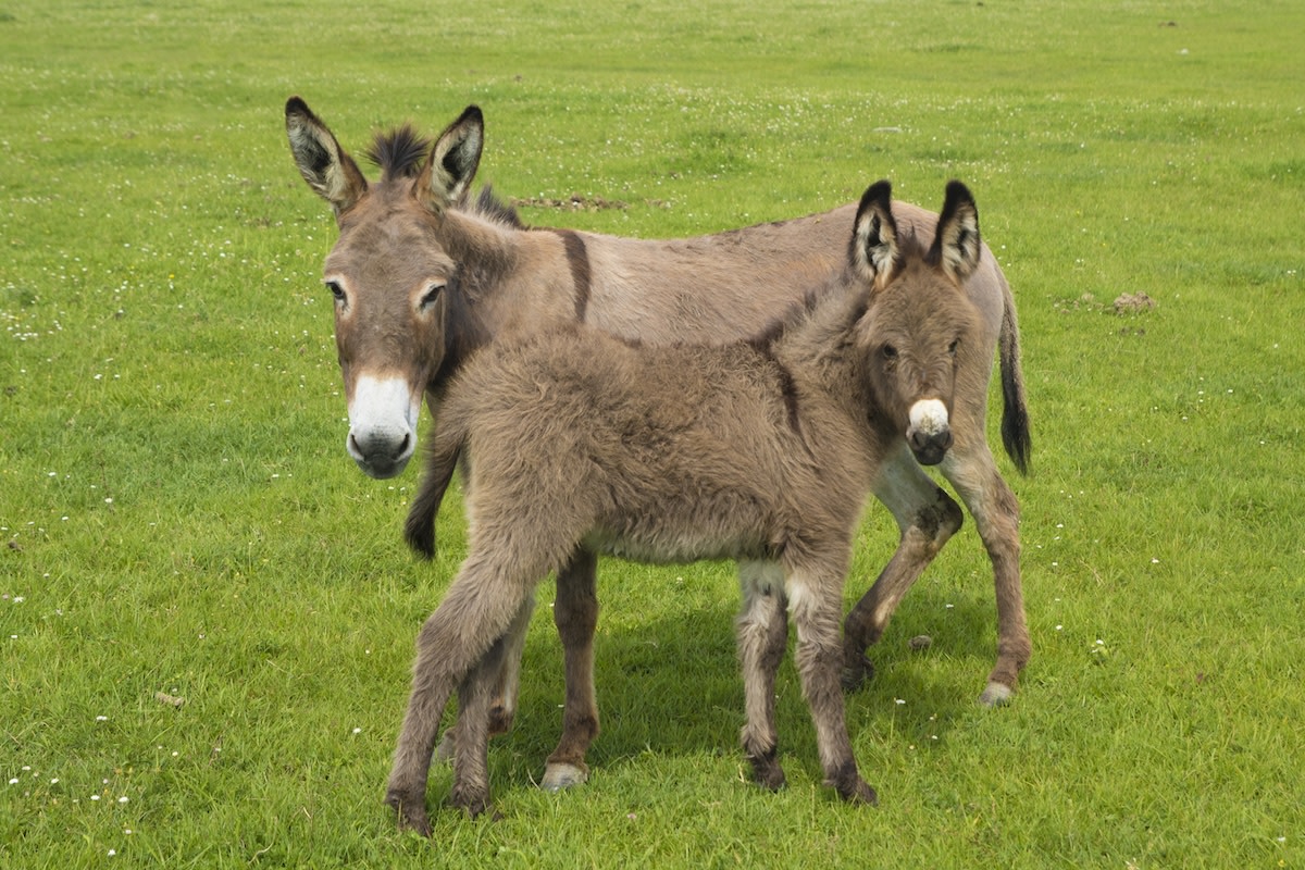Baby donkey shows her wild side one day after birth with the cutest zoomies