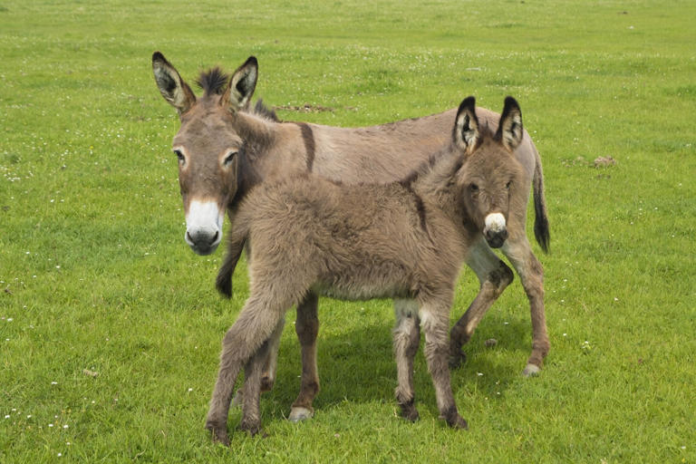 Baby donkey shows her wild side one day after birth with the cutest zoomies