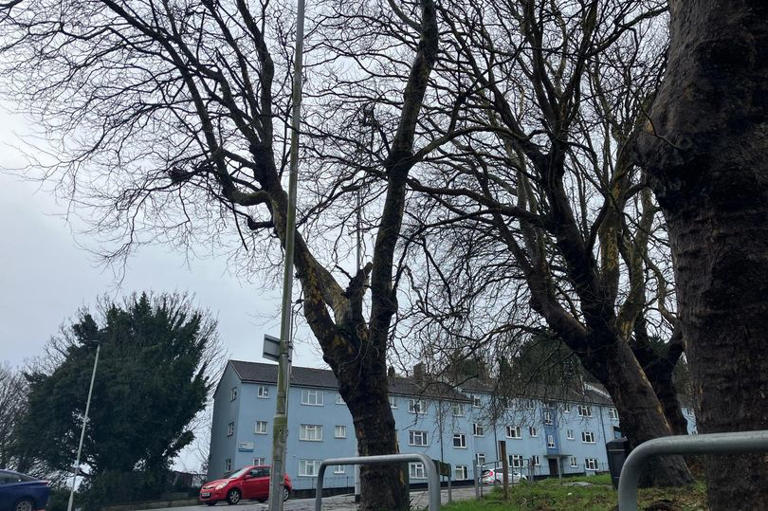 Plymouth tree-felling plans on hold as lawyers step in