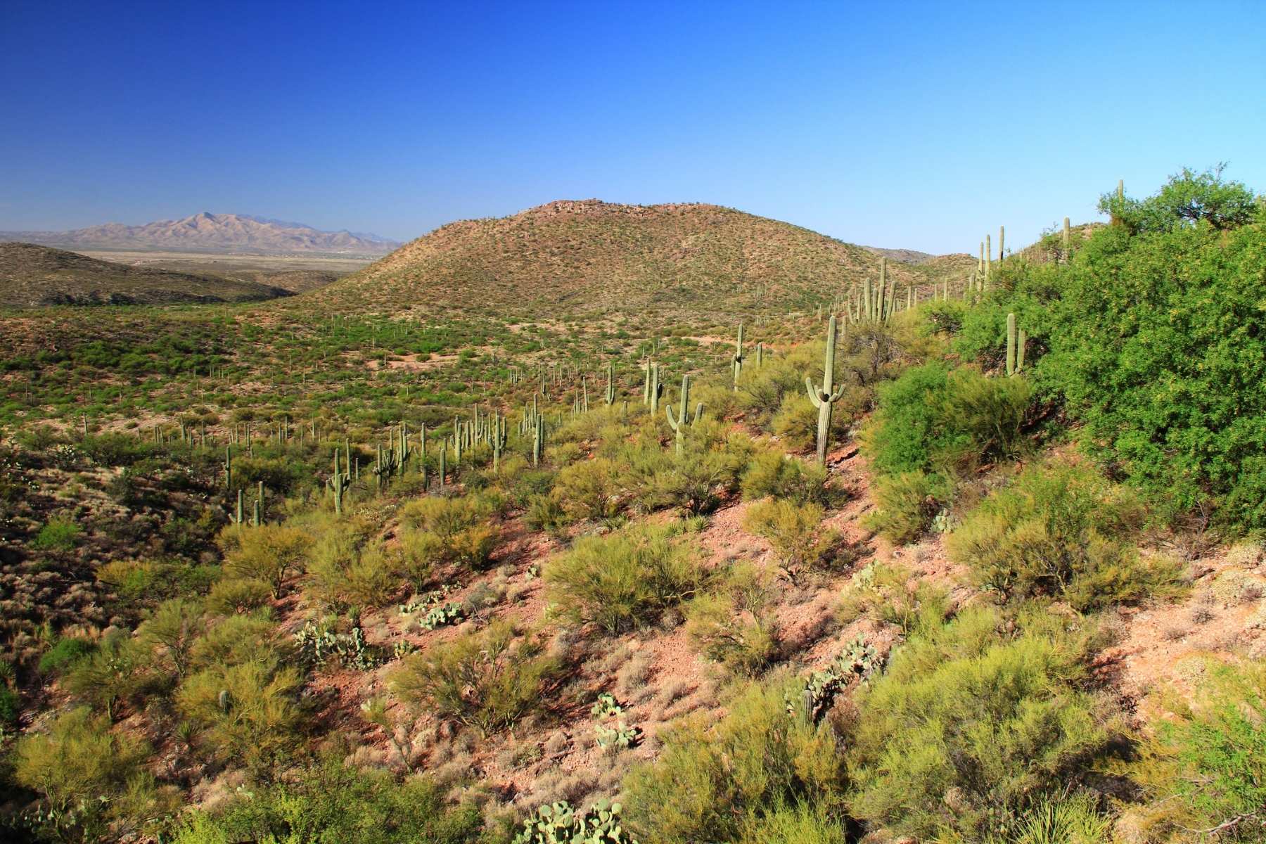 Inside Arizona’s Colossal Cave Mountain Park: Bats, outlaw lore and ...
