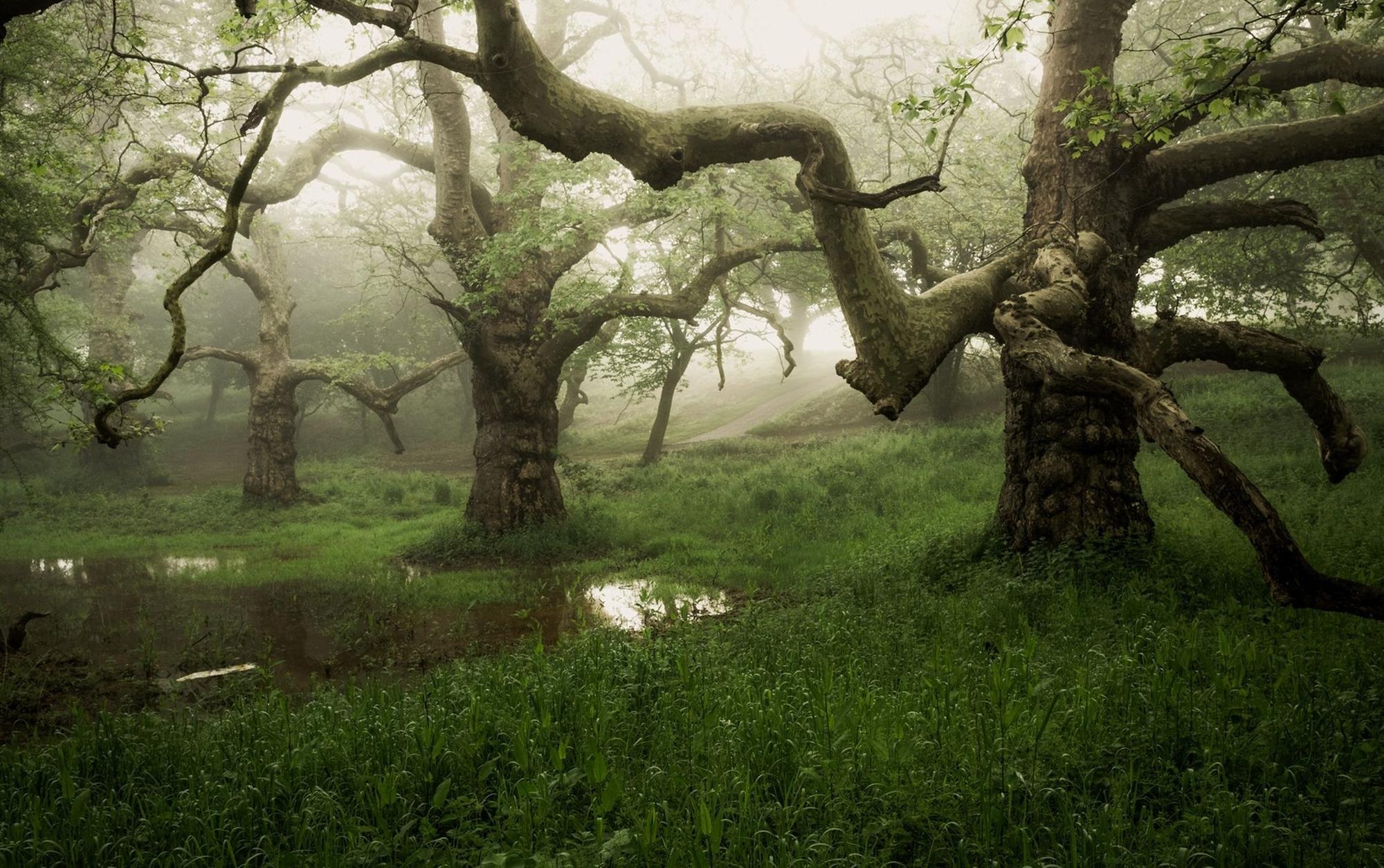 Beautiful butterfly and eerie treescape win National Park’s photo ...