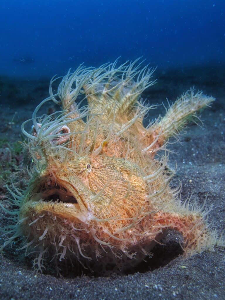 🐡 These are the 20 weirdest sea creatures in our oceans (and you've ...