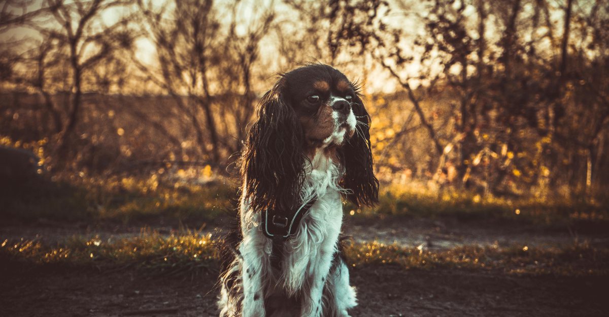 Everyone says "easy dog" – here are 10 breeds that are easy only if you ...