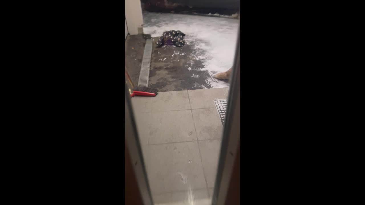 Fox wanders through a quiet residential neighborhood in Kållered, Sweden