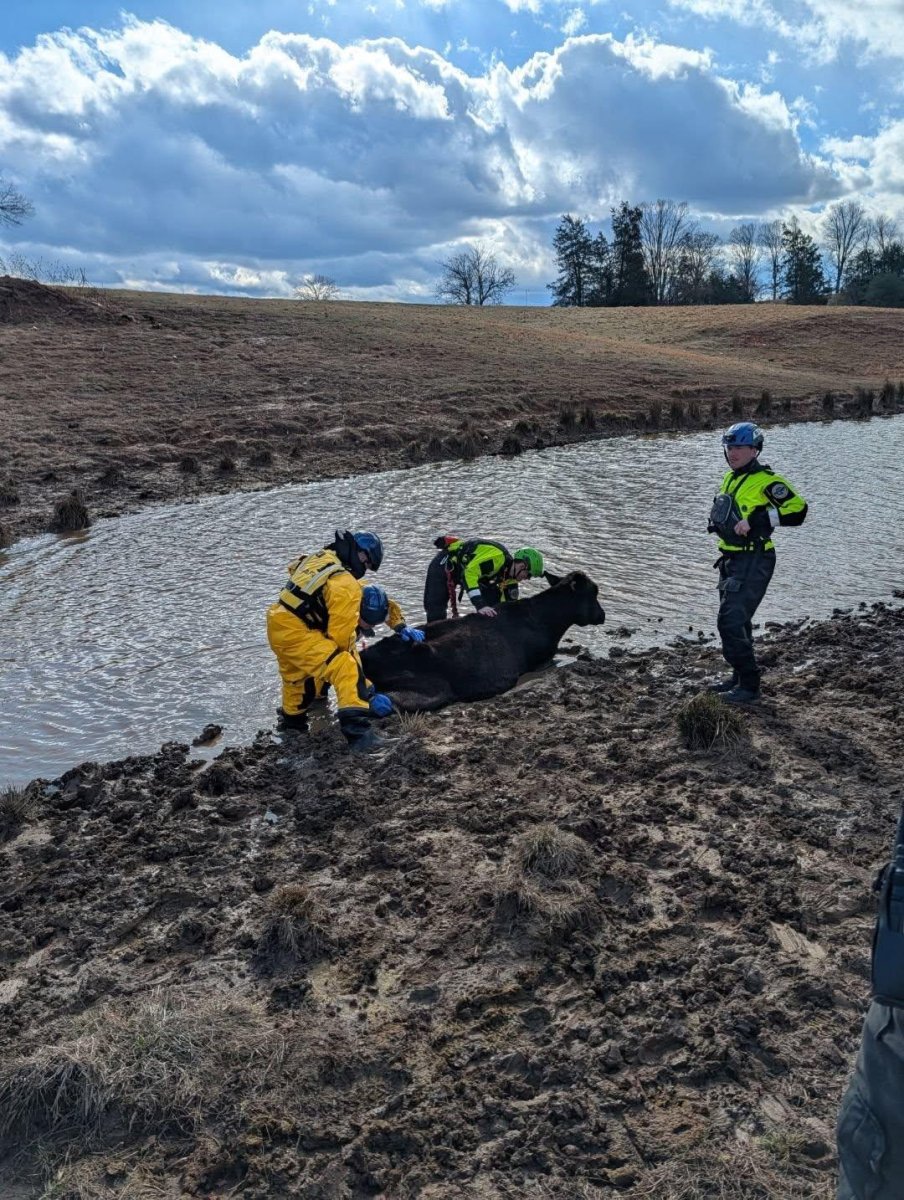 Look: Firefighters rescue stuck cow from Virginia pond