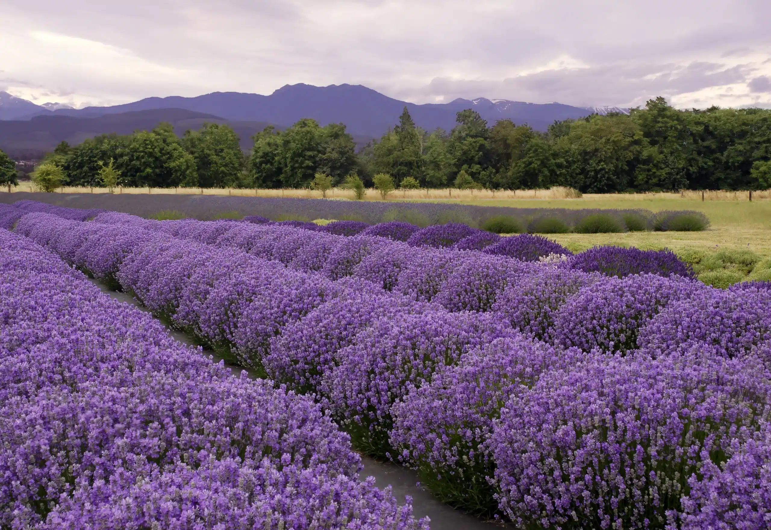 Lavender fields and flower festivals of the PNW