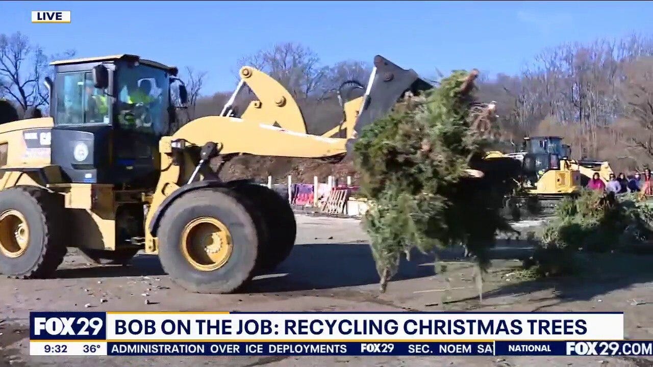 Bob on the job: Recycling Christmas trees