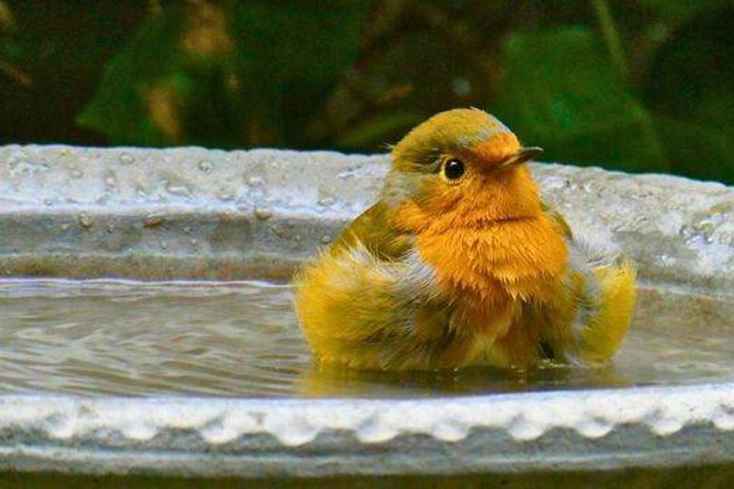 RSPB 'locks down' X account over artificial intelligence row