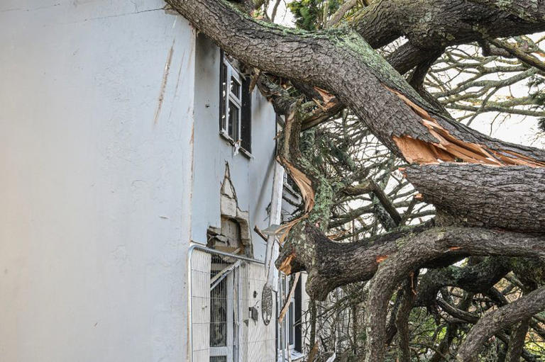 True tragedy of Storm Goretti trees in Cornwall may never be known