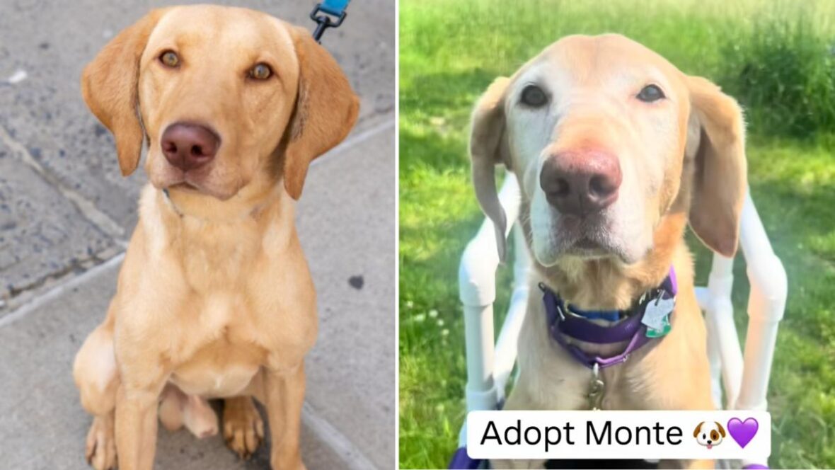 This sweet yellow lab keeps getting passed over at the shelter—and it’s ...