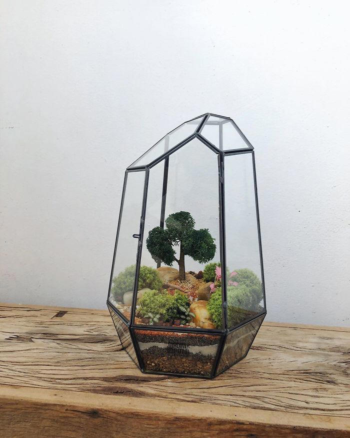 Miniature worlds: 30 self-sustaining ecosystems in glass