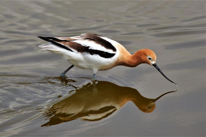 How to identify an American avocet