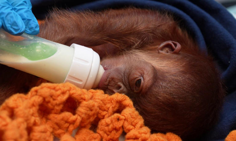 Beautiful baby orangutan born via rare c-section