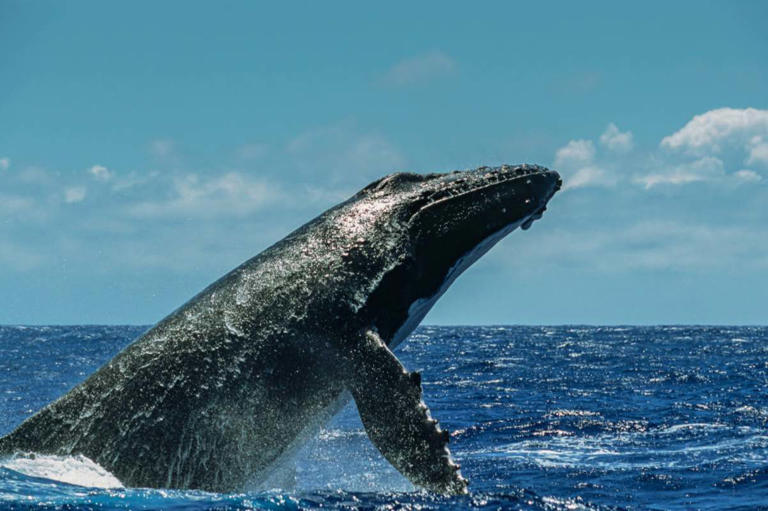 Oceans absorbed a record amount of heat in 2025 — and experts are alarmed