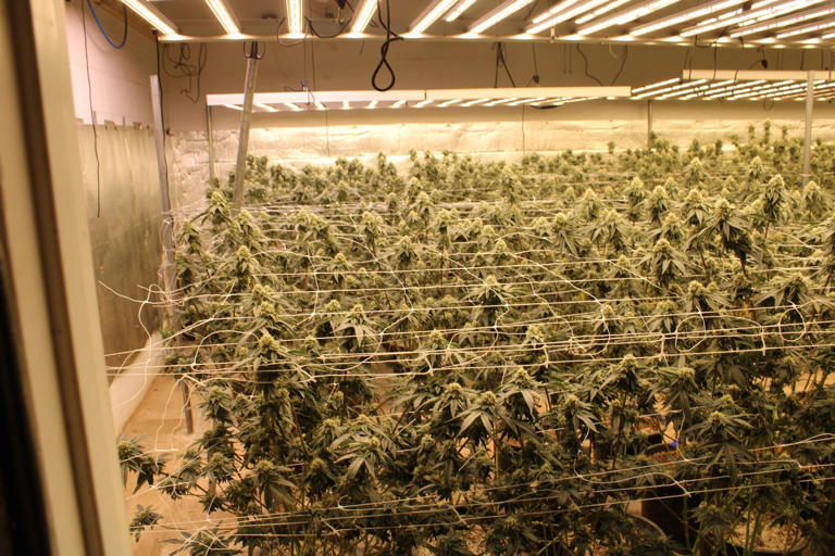 OBN shares seizes over 5,500 marijuana plants in Tecumseh operation