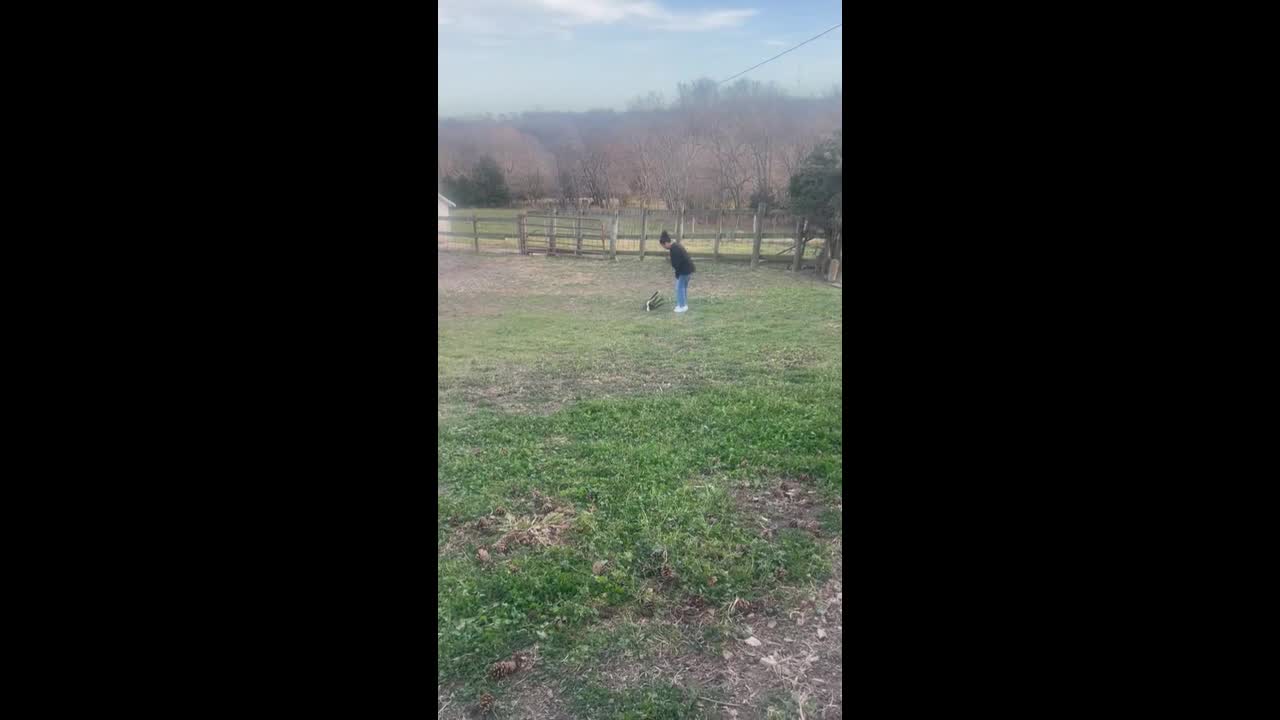 Fainting goat reacts to sudden approach in Saint Charles, Iowa, USA