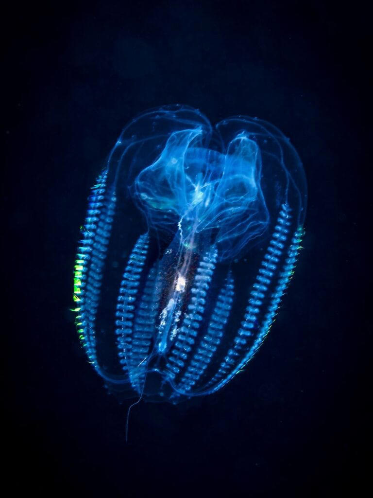 🐡 These are the 20 weirdest sea creatures in our oceans (and you've ...