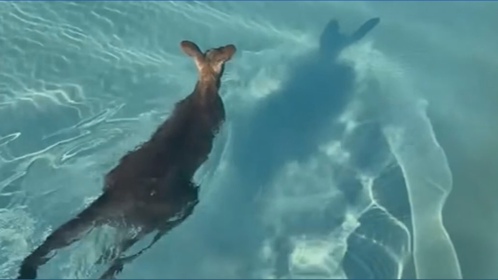 This baby kangaroo found the coolest way to beat the heat