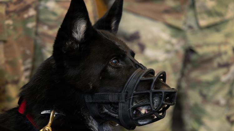 Paws, play, retire: Military working dog Marco hangs up his badge at ...