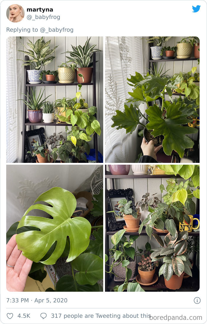 The reality of plants: 28 photos that plant-parents will relate to