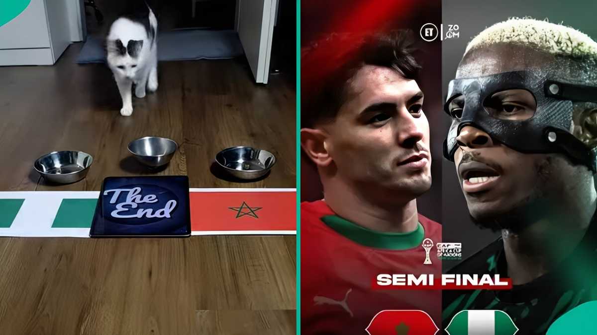 AFCON: 'Oracle' cat predicts exact score in Nigeria vs Morocco semi ...