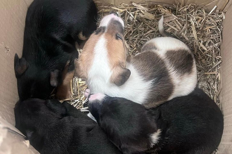 Box full of adorable puppies found dumped on the side of a road and ...