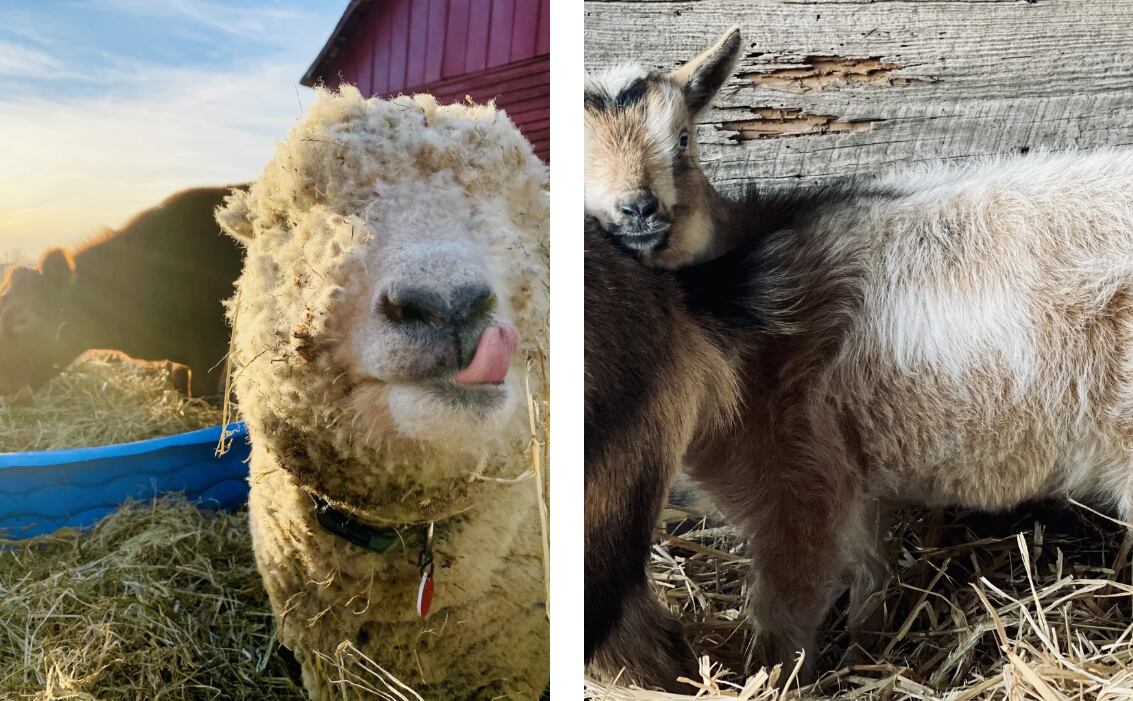 Fremont farm turns play into learning with nature school