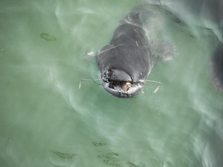 Wędkarz zrelacjonował połów gigantycznego suma. „I tak w to nie uwierzycie”