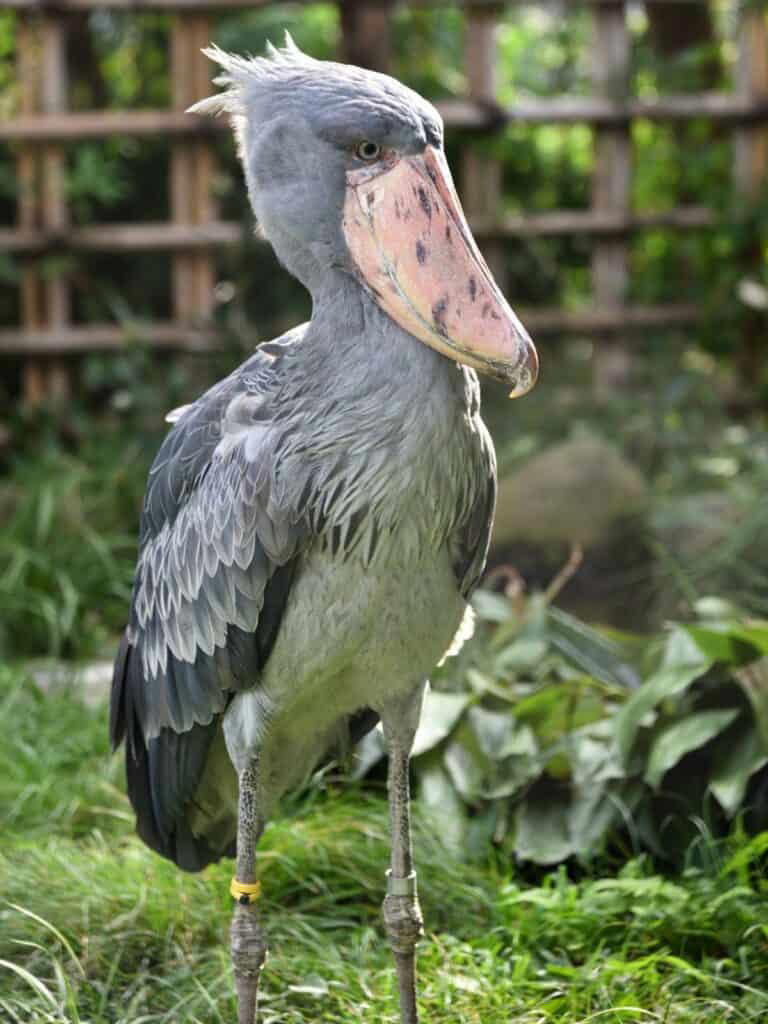 🦤 These are the 50 weirdest animals in the world — and your jaw will be ...