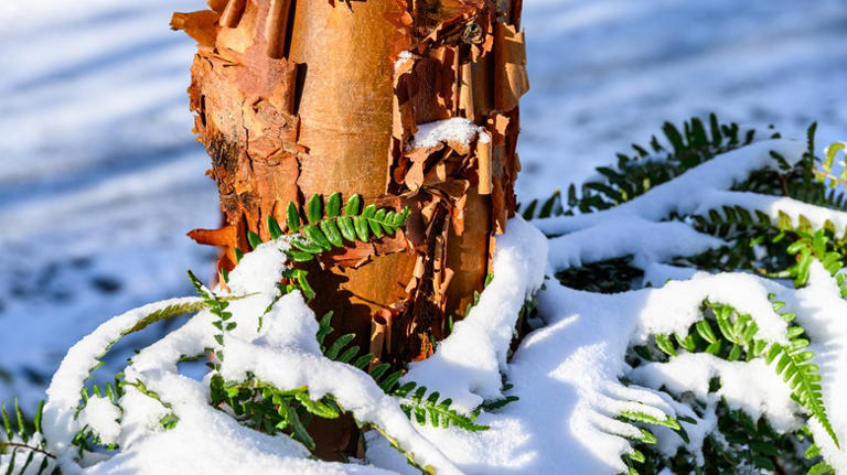The stunning tree that adds major visual interest to your yard in winter