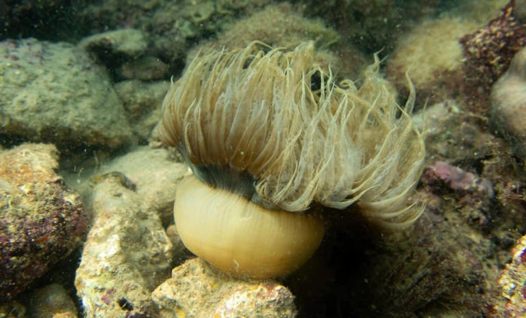 Scientists found that jellyfish sleep 8 hours a night and take naps too