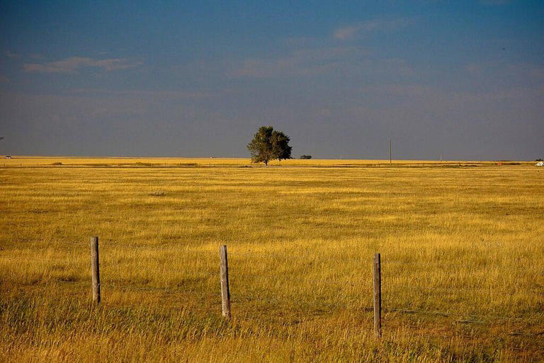 How Ukrainian settlers turned the Prairies into farmland