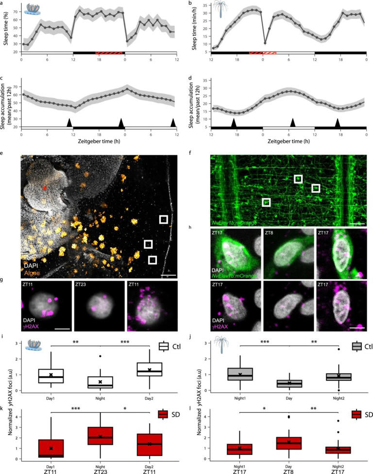 Scientists found that jellyfish sleep 8 hours a night and take naps too