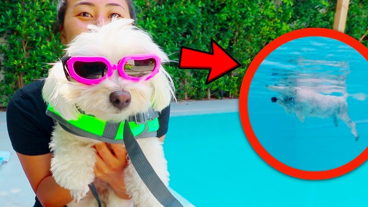 Puppy learns to swim!