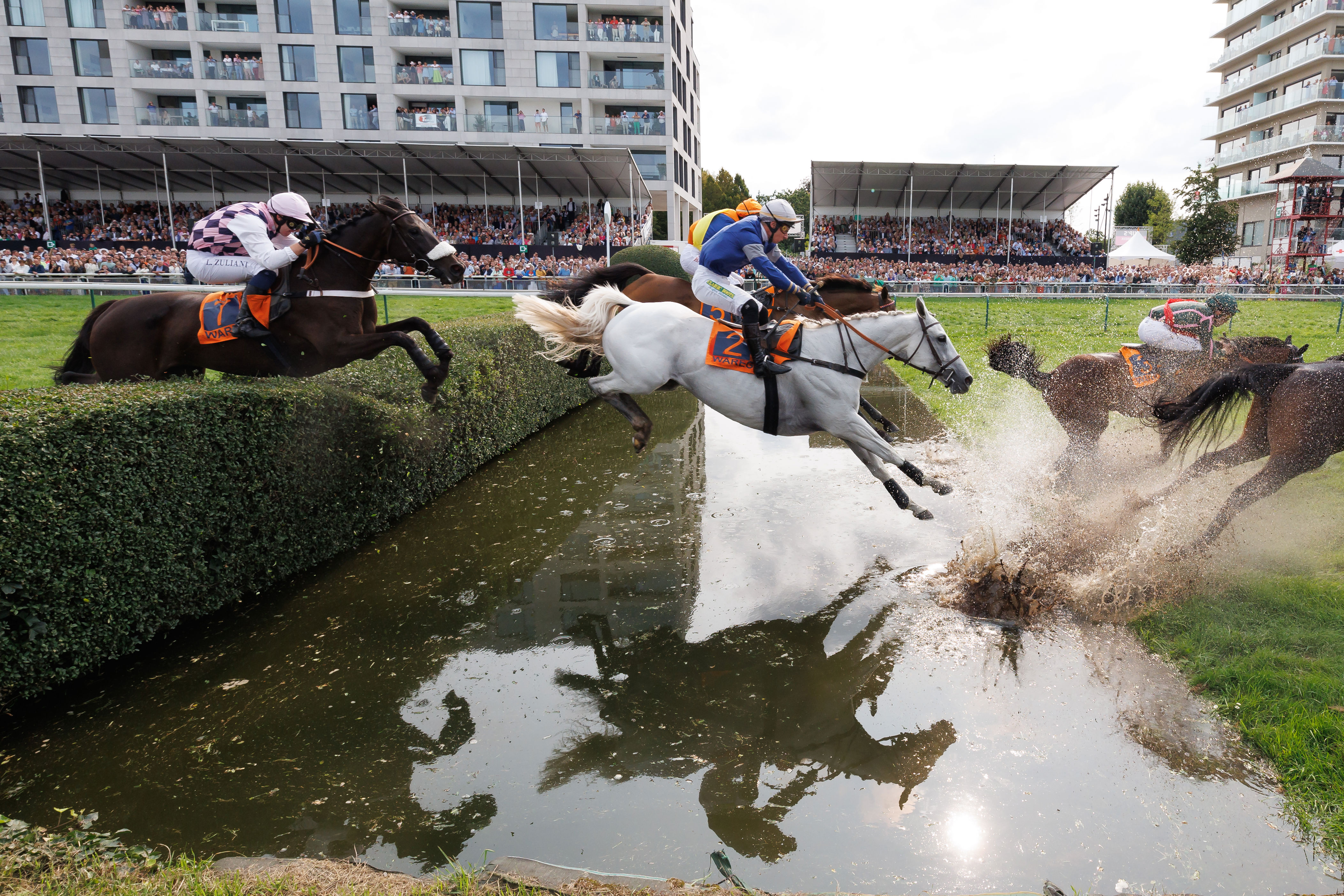Des paléontologues remettent en question l'arbre généalogique des chevaux
