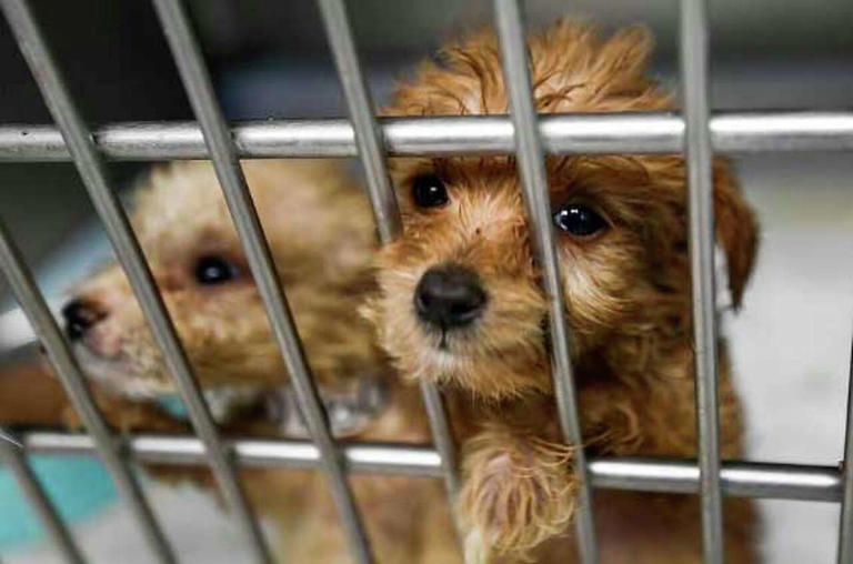 LACS, health department team up for Alzheimer’s-friendly puppy workout