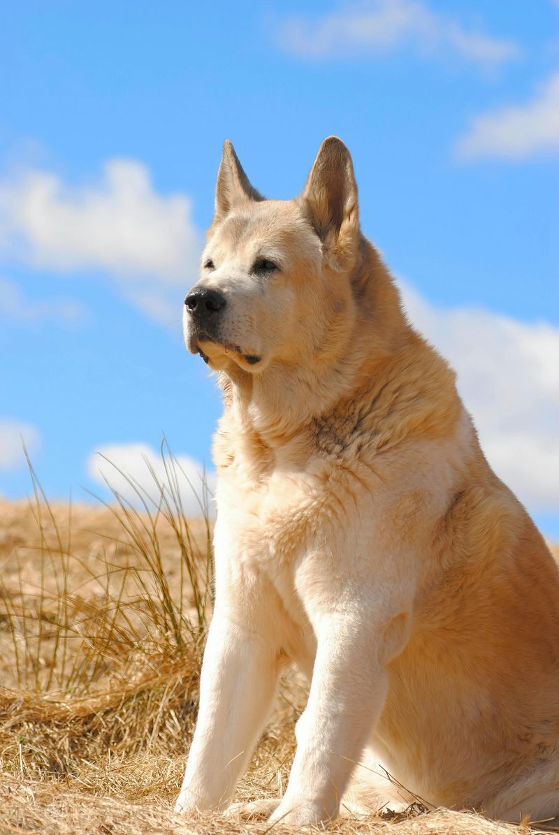 Not all cuddly dogs are truly affectionate – these 10 breeds show love ...