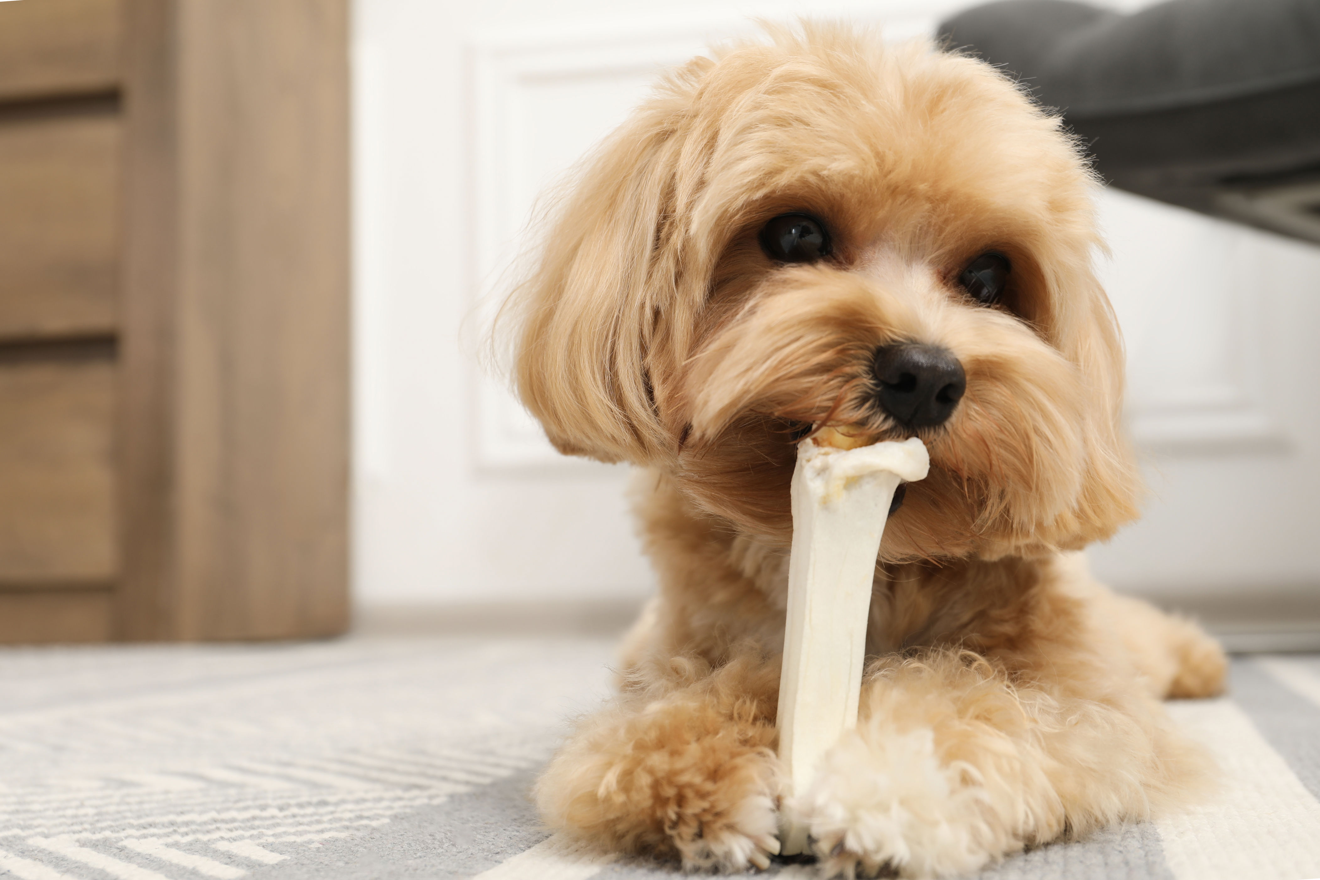 Cavapoo nearly impaled by toy bone in mouth—pet cam footage goes viral